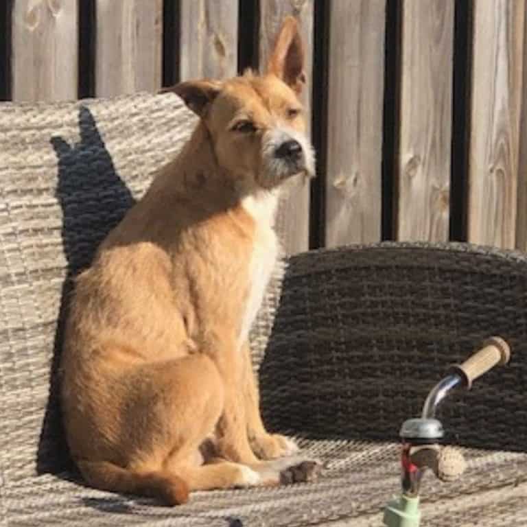 Onze Honden - Happy Dog Maspalomas