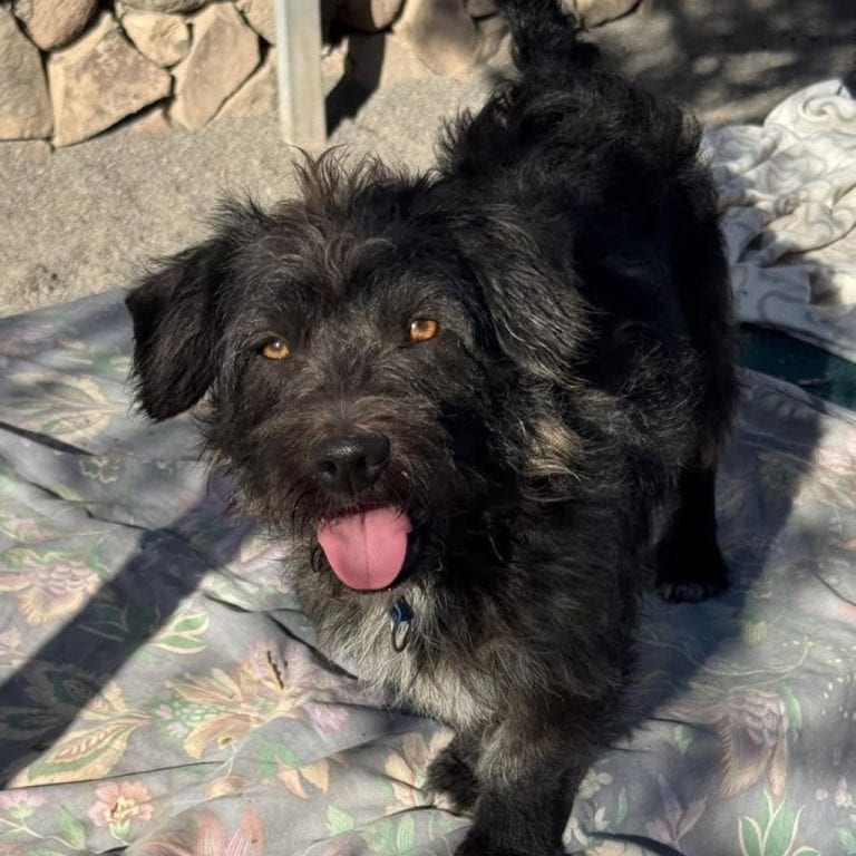 Samson* - Happy Dog Maspalomas