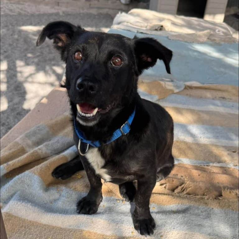 Jaxon - Happy Dog Maspalomas